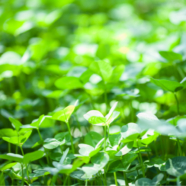 Clover Cover Crops and Seeds - Eagle Seed, LLC