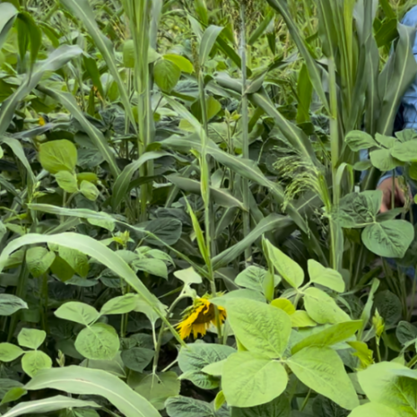 Forage Soybeans - Eagle Seed, LLC