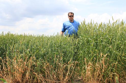 Buck Monster Wheat™ - Eagle Seed, LLC