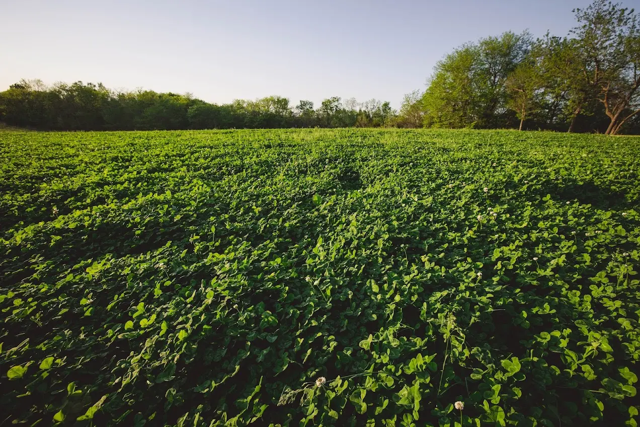 Best Clover Planting Guide | Eagle Seed, LLC