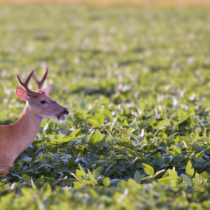 Enlist® - Eagle Seed, LLC