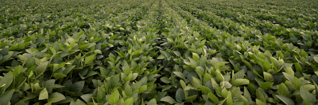 Forage Crops and Seeds - Eagle Seed, LLC