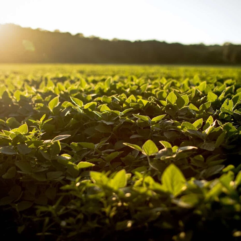 ENLIST® E3 Soybeans - ES 25E50 - Eagle Seed, LLC