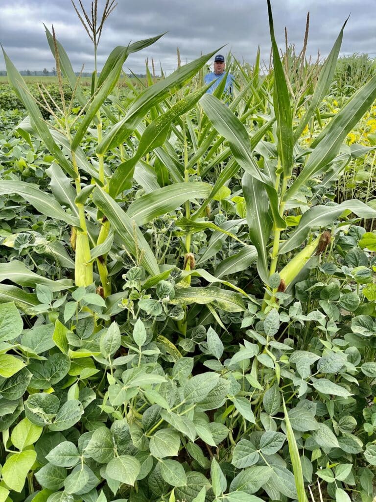 Forage Soybeans - Eagle Seed, LLC