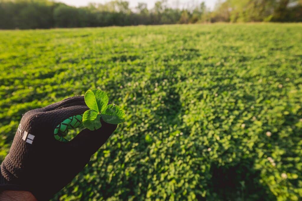 Clover Cover Crops and Seeds - Eagle Seed, LLC