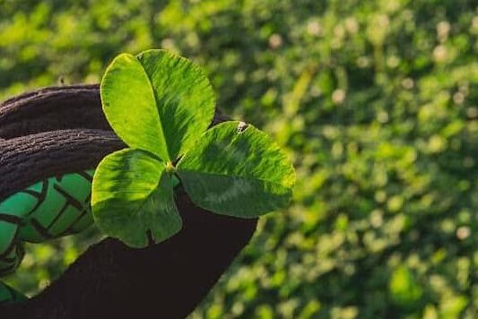 Best Clover Planting Guide | Eagle Seed, LLC