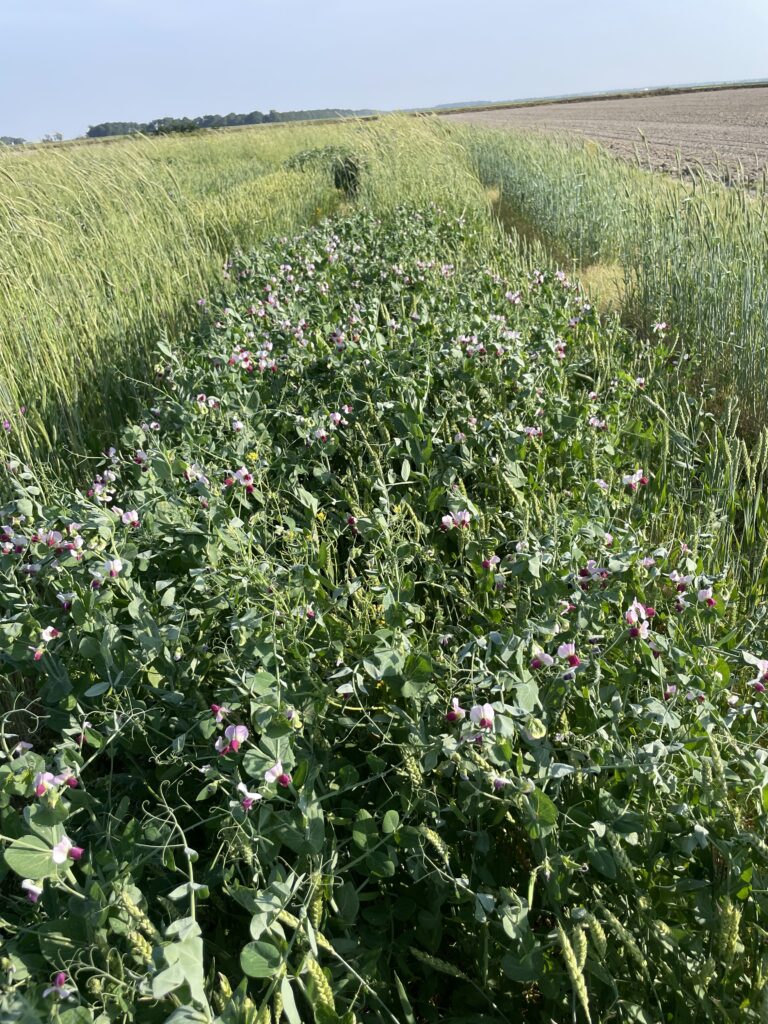 Cover Crop - Eagle Seed, LLC