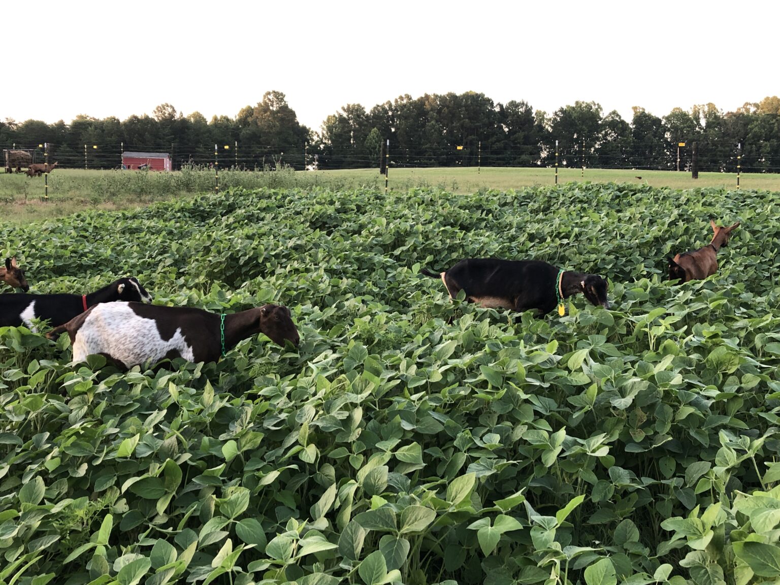 Forage Soybeans - Eagle Seed, LLC
