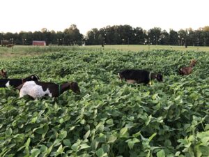 Forage Soybeans - Eagle Seed, LLC