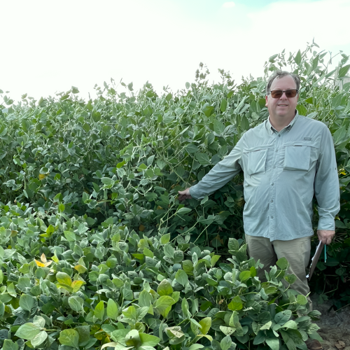 Large Lad® Forage Soybean - Eagle Seed, LLC