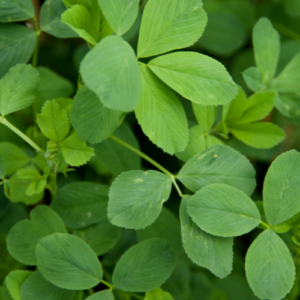 Spring Forage Crops and Seeds - Eagle Seed, LLC