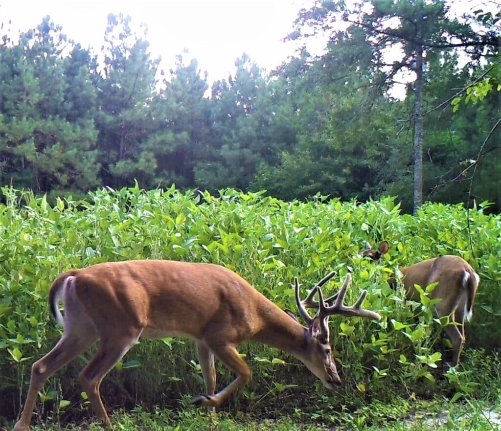 Forage Soybeans - Eagle Seed, LLC