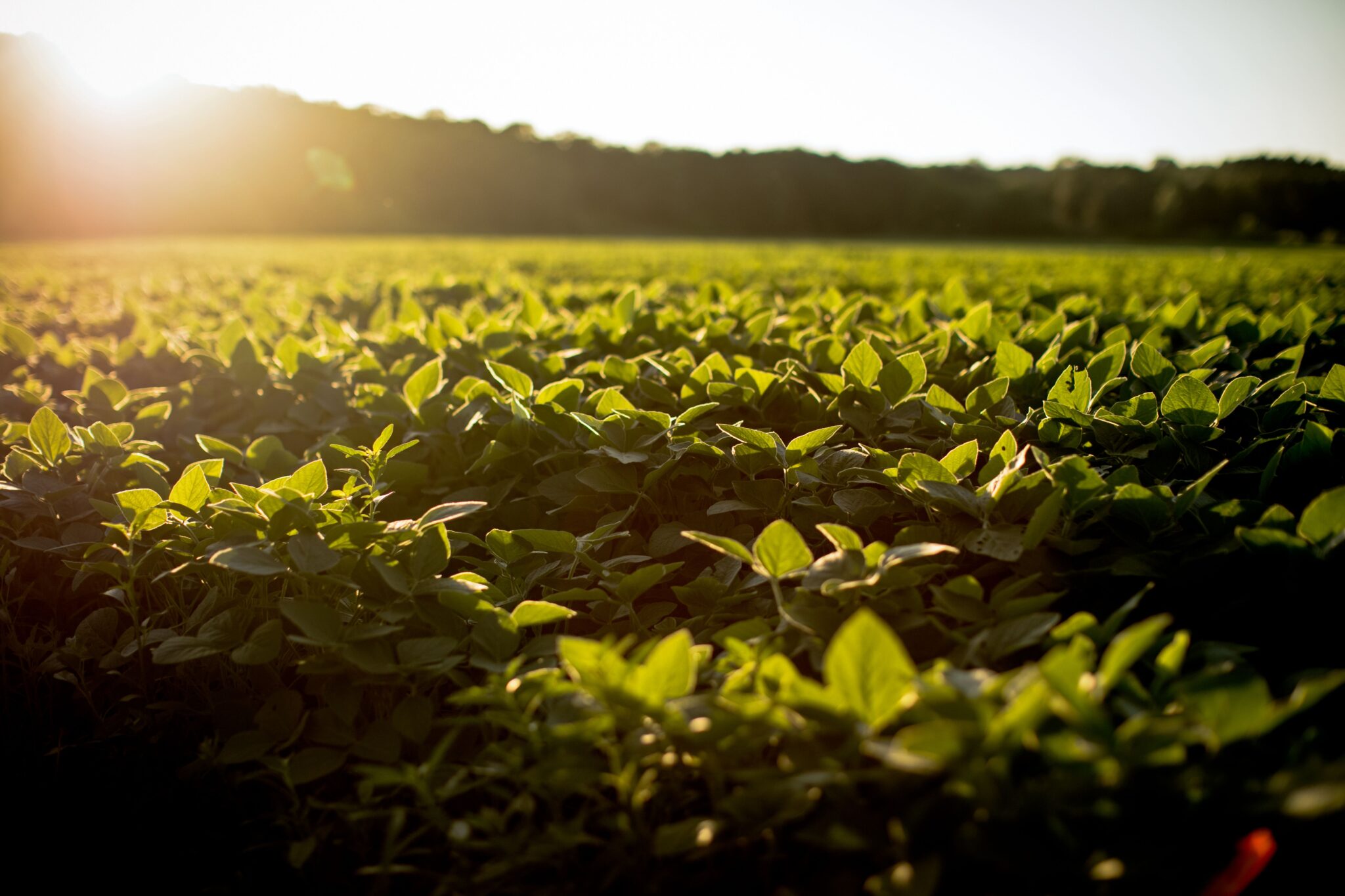 Forage Crops and Seeds - Eagle Seed, LLC