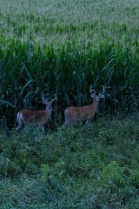 Corn - Eagle Seed, LLC