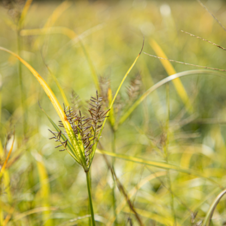 Chufa - Eagle Seed, LLC