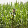 Roundup Ready®/Liberty Link® Tolerant Corn - 109 day-1 acre - Eagle ...