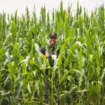 Corn - Eagle Seed, LLC