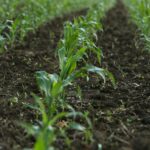 Roundup Ready®/Liberty Link® Tolerant Corn - 109 day-1 acre - Eagle ...