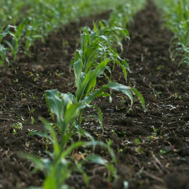 Roundup Ready® Tolerant Corn - 108 day-1 acre - Eagle Seed, LLC