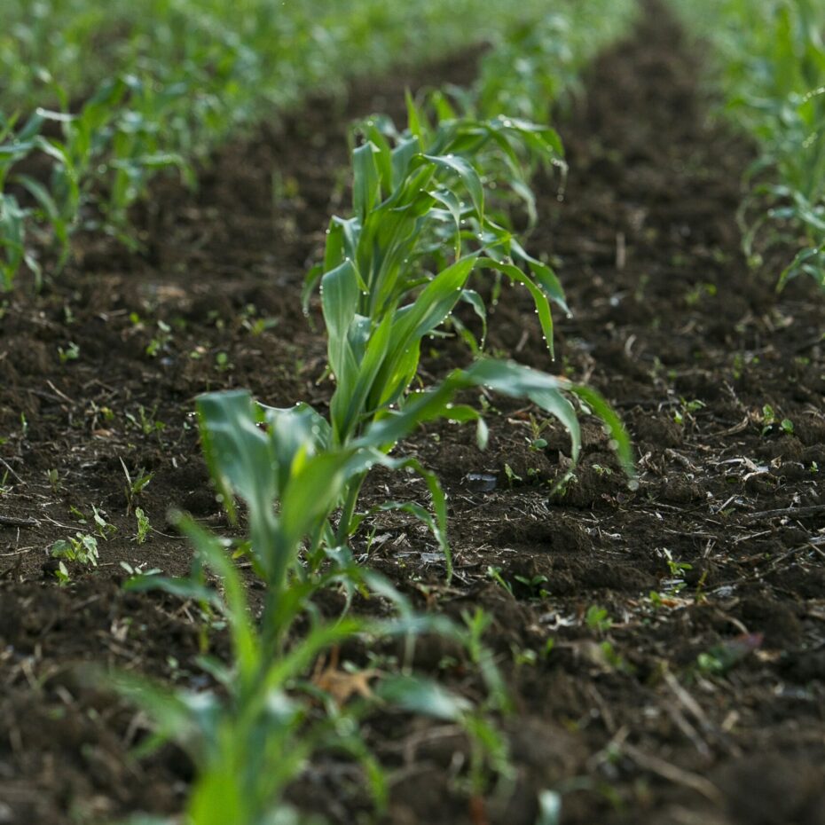 Roundup Ready®/Liberty Link® Tolerant Corn - 109 day-1 acre - Eagle ...