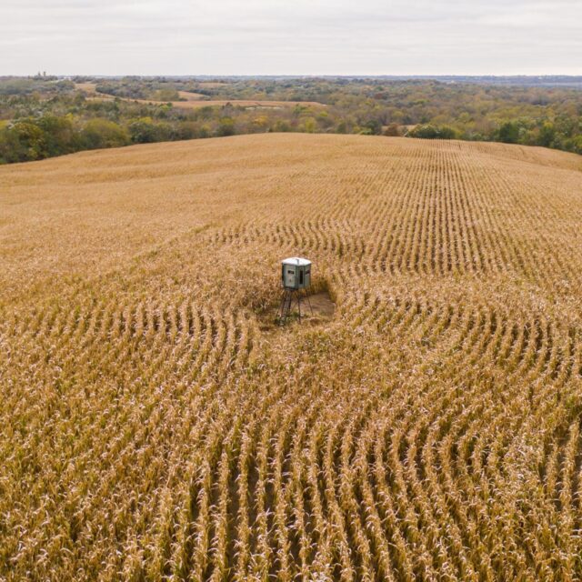 Roundup Ready® Tolerant Corn - 108 day-1 acre - Eagle Seed, LLC