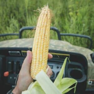 Feather Fuel™ Dwarf Waterfowl Corn (RR/LL) - Eagle Seed, LLC
