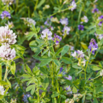 Clover Cover Crops and Seeds - Eagle Seed, LLC