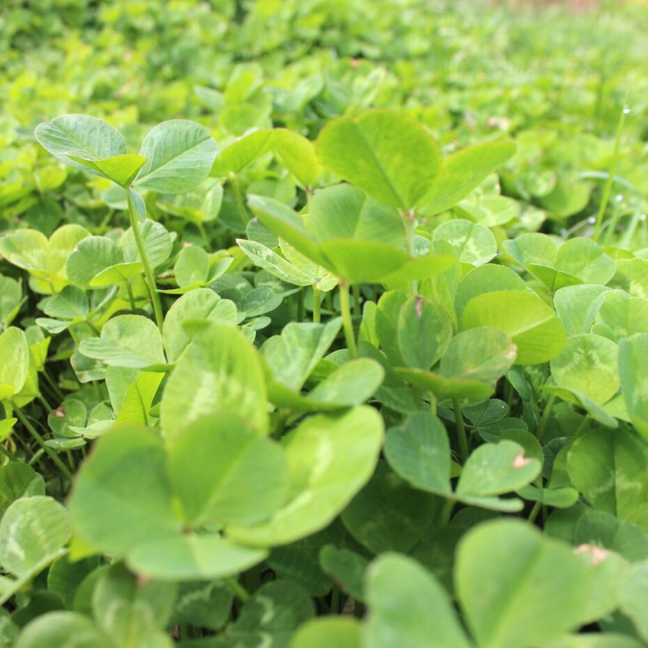 Clover Cover Crops and Seeds - Eagle Seed, LLC
