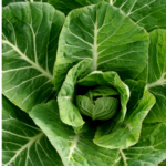 Fall Forage Crops and Seeds - Eagle Seed, LLC