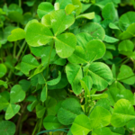 Spring Forage Crops and Seeds - Eagle Seed, LLC