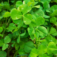 Spring Forage Crops and Seeds - Eagle Seed, LLC