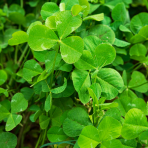 Spring Forage Crops and Seeds - Eagle Seed, LLC