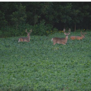 Forage Soybeans - Eagle Seed, LLC
